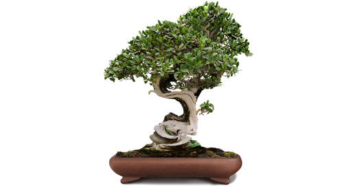 Jin & Shari: Two Advanced Techniques to Structure your Bonsai Tree – Loako